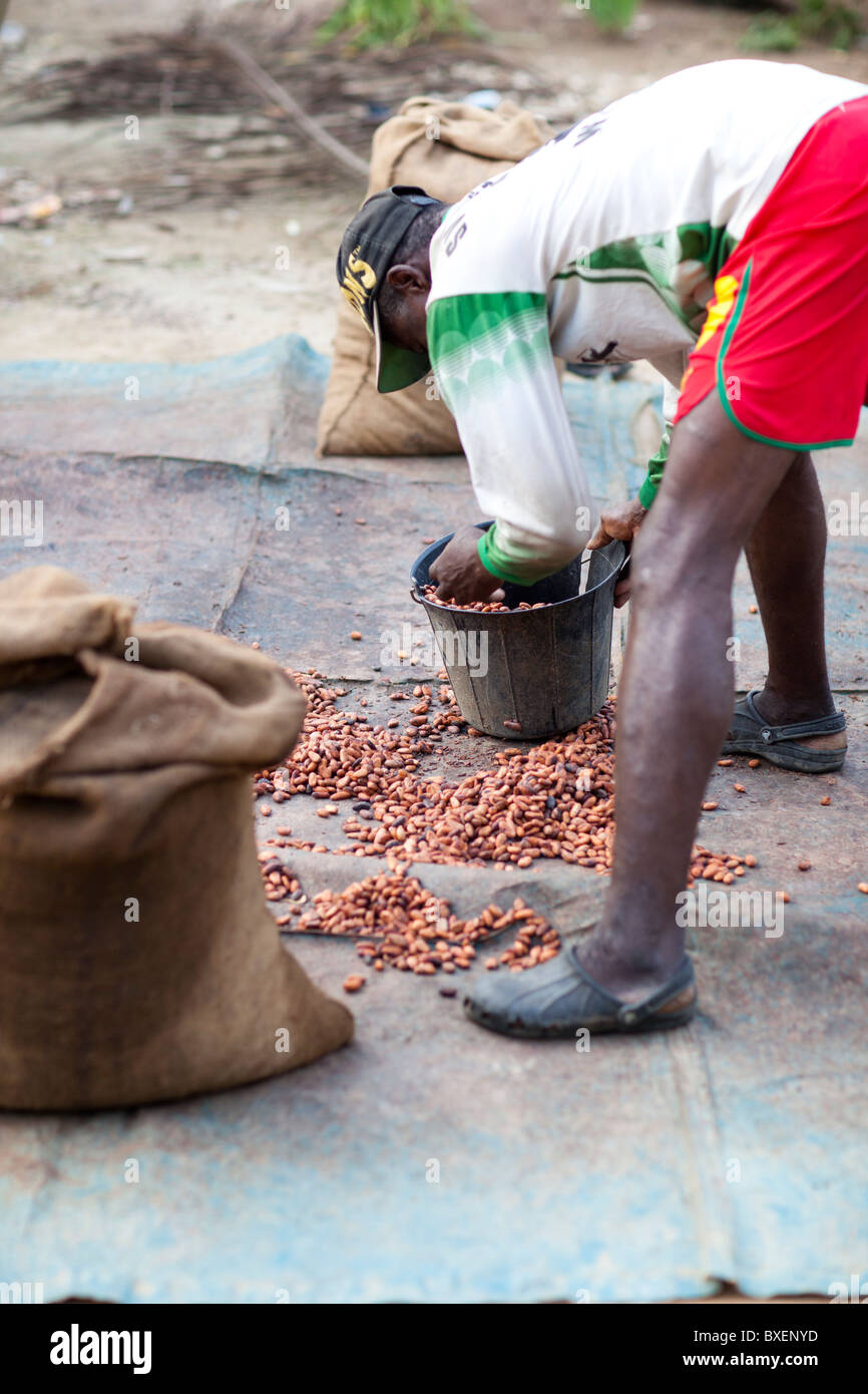 Coffee production cameroon hi-res stock photography and images - Alamy