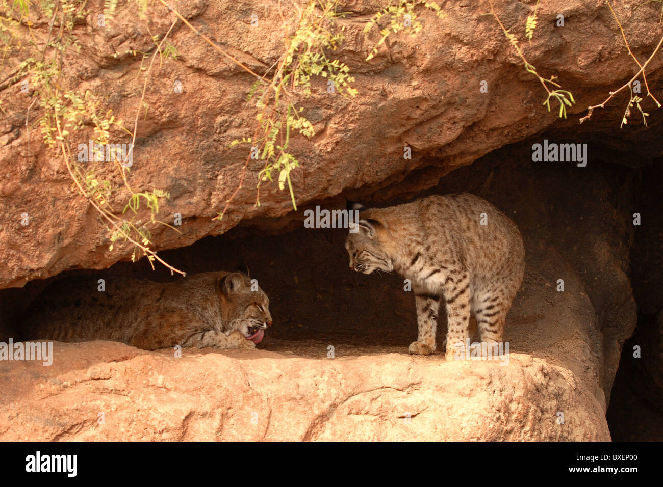 Bobcat pair in a rocky grotto Stock Photo - Alamy