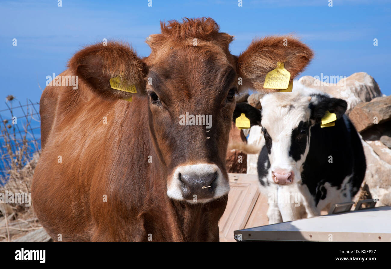 Two cows in a field used as a garbage dump, Greek Cyclade island of ...