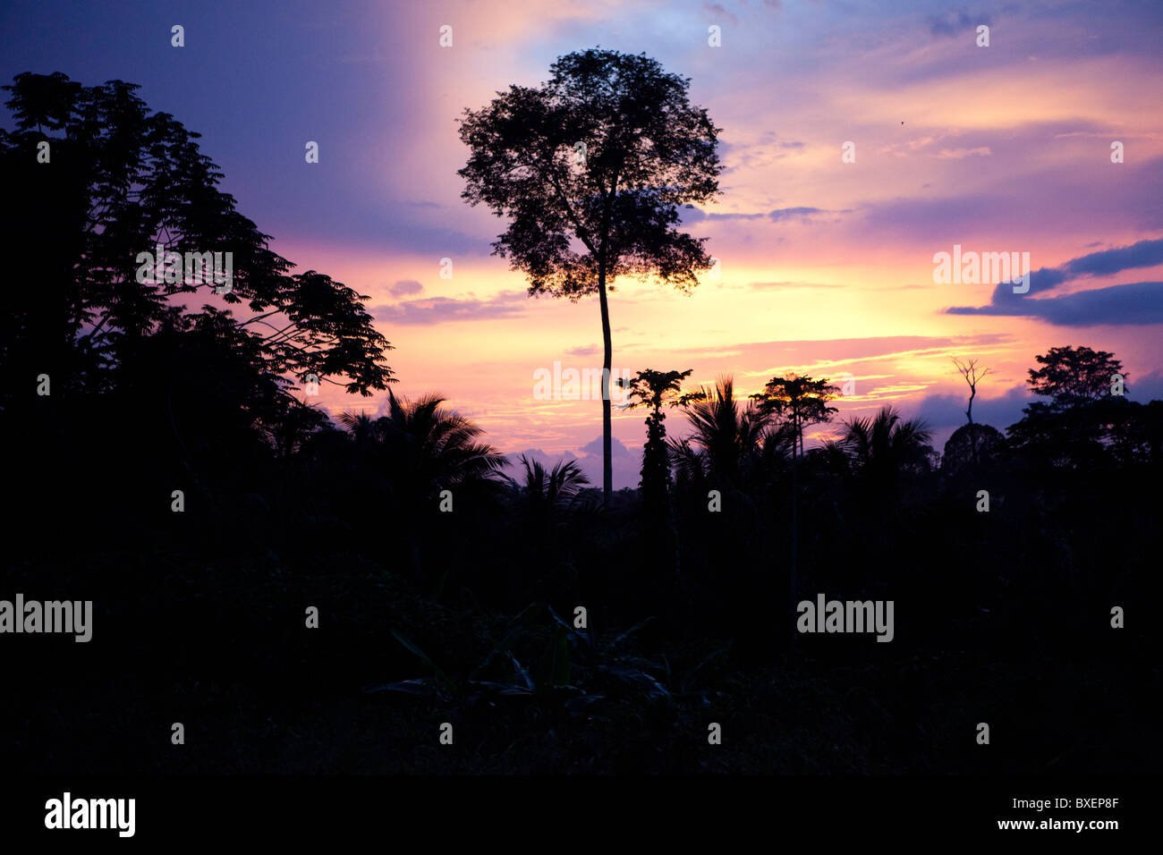 Trees sunset road Kribi Yaounde Cameroon Africa Stock Photo - Alamy