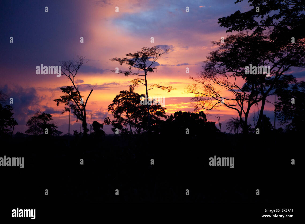 Trees sunset road Kribi Yaounde Cameroon Africa Stock Photo - Alamy