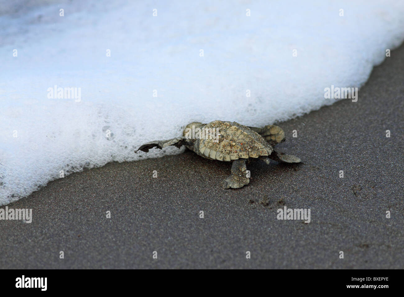 Olive Ridley Turtle hatchling (Lepidochelys olivacea) arriving to ocean ...