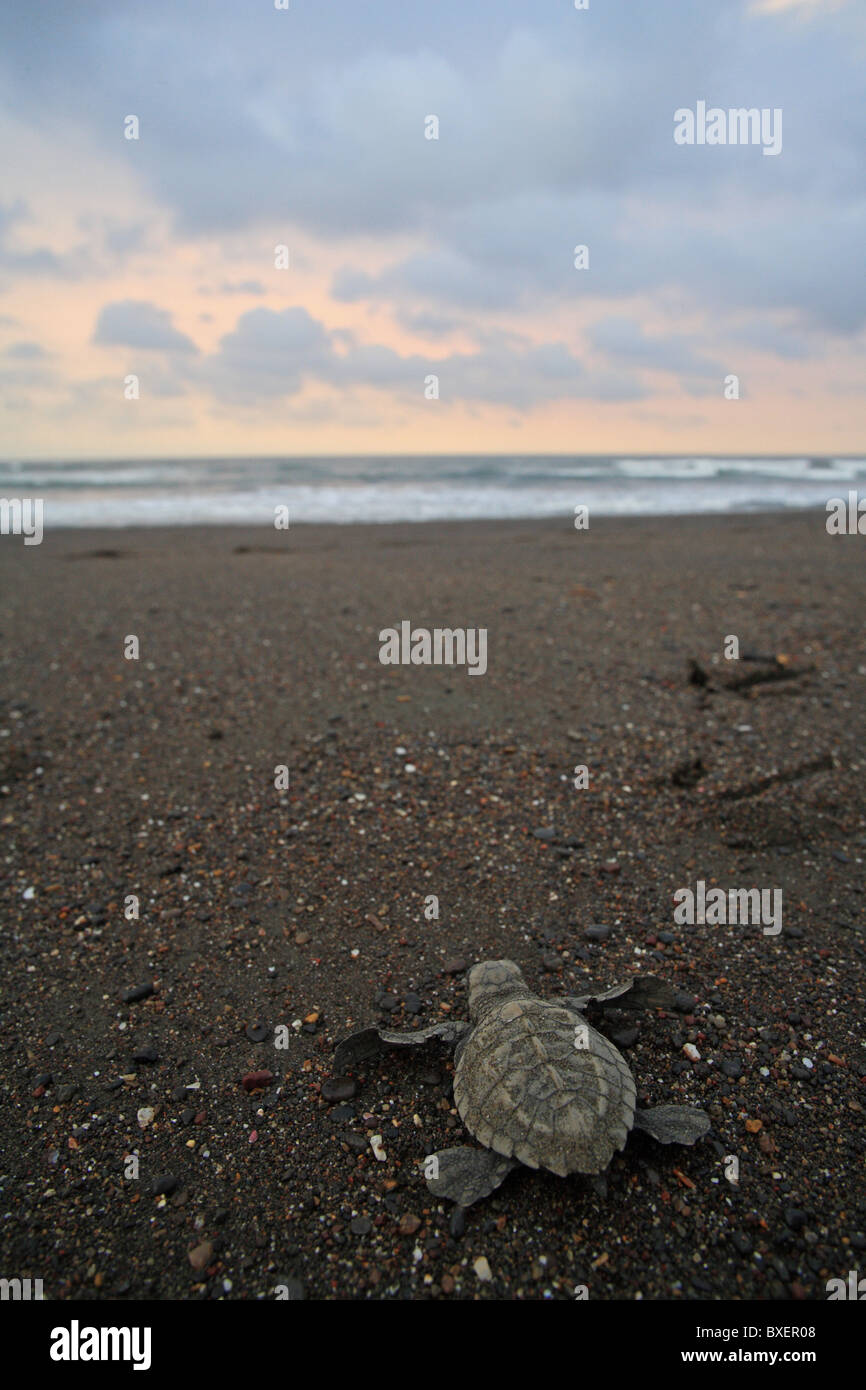 Olive Ridley Turtle hatchling (Lepidochelys olivacea) walking to ocean ...