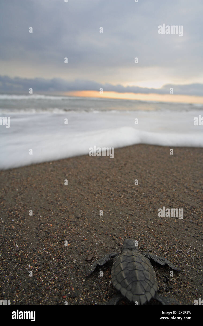 Olive Ridley Turtle hatchling (Lepidochelys olivacea) arrives to ocean ...