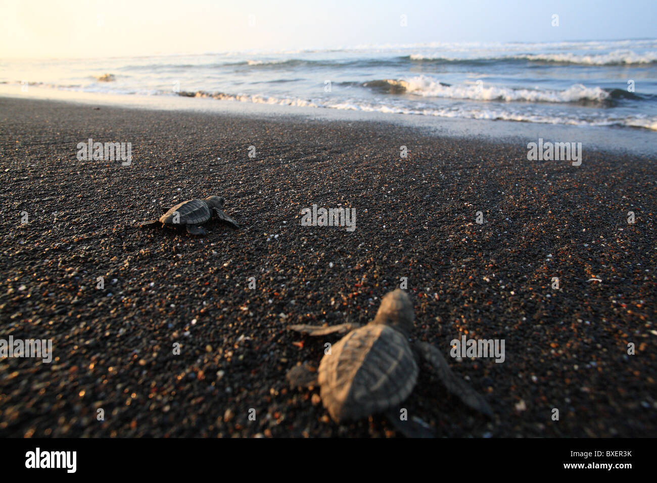 Olive Ridley Turtle hatchlings (Lepidochelys olivacea) walking to ocean ...