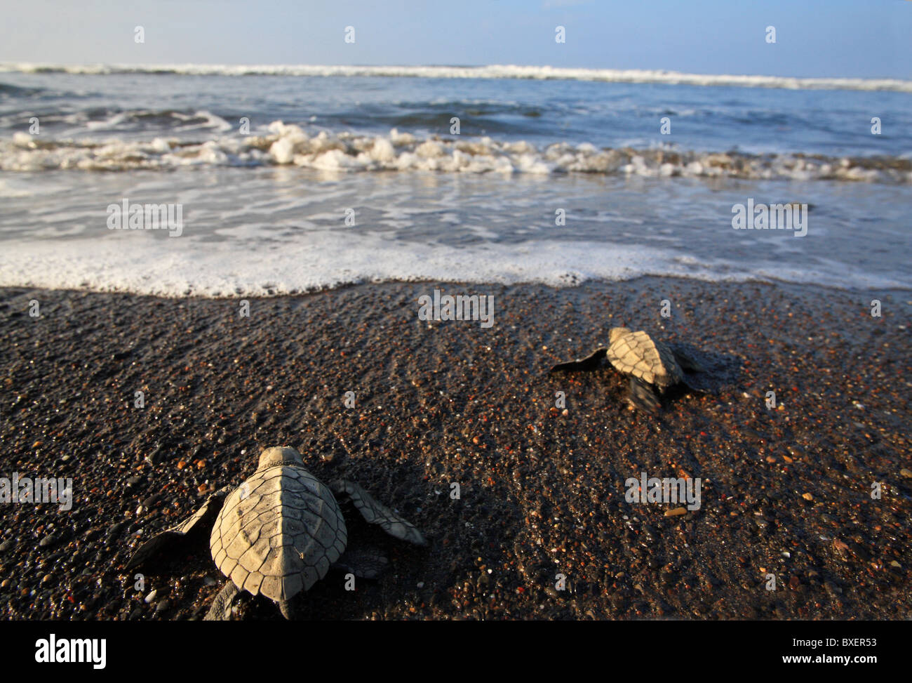 Olive Ridley Turtle hatchlings (Lepidochelys olivacea) walking to ocean ...