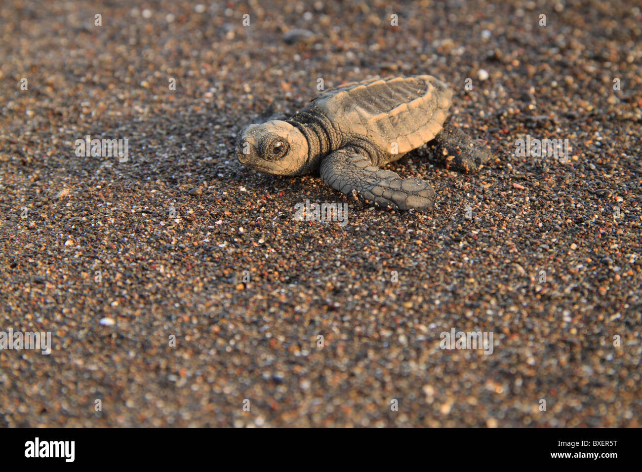 Olive Ridley Turtle hatchling (Lepidochelys olivacea) walking over sand ...