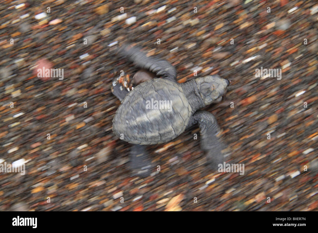 Olive Ridley Turtle hatchling (Lepidochelys olivacea) walking over ...