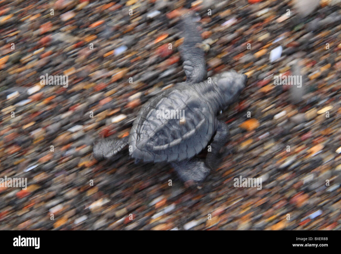 Olive Ridley Turtle hatchling (Lepidochelys olivacea) walking over ...