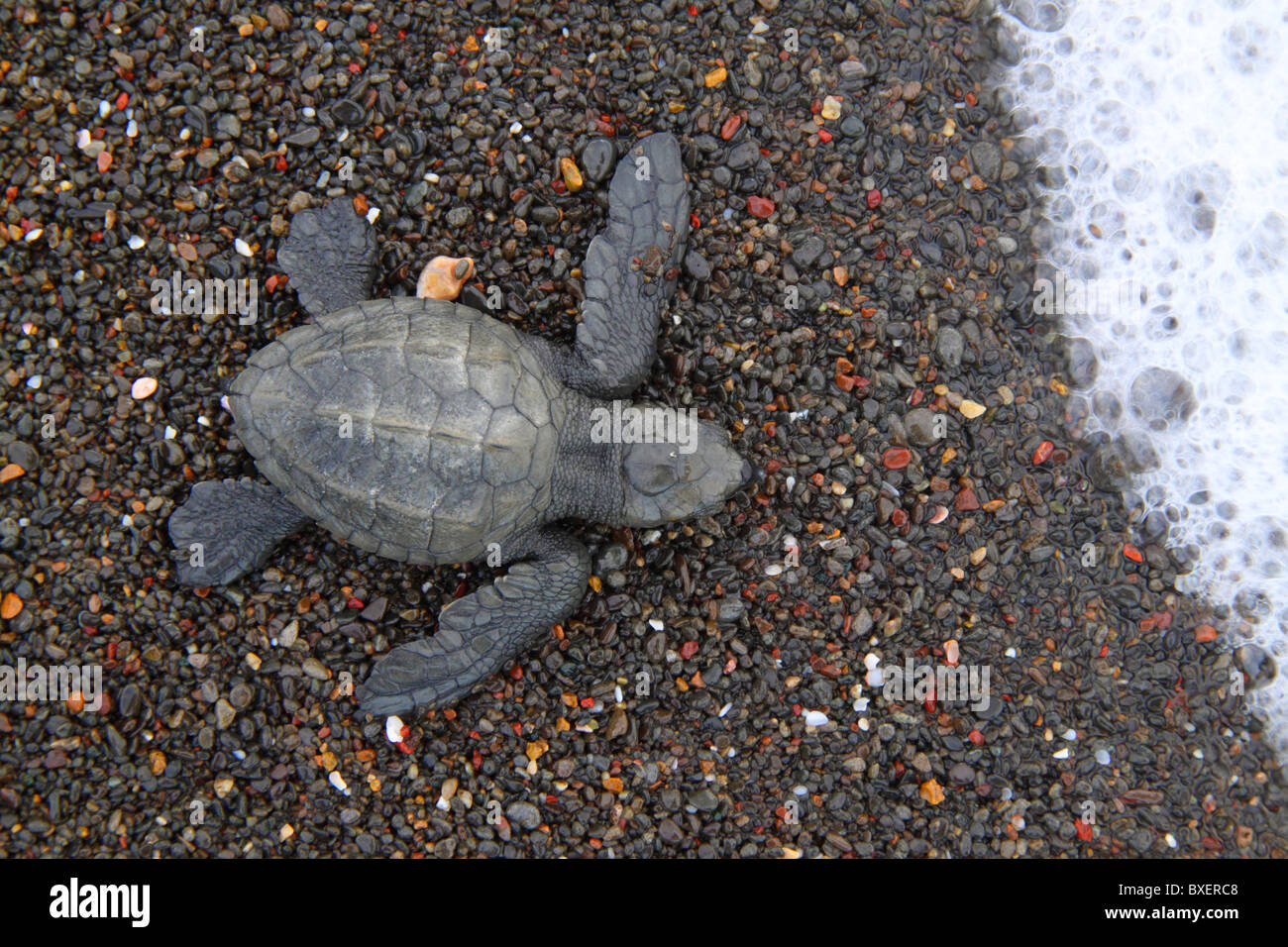 Olive Ridley Turtle hatchling (Lepidochelys olivacea) arriving to ocean ...