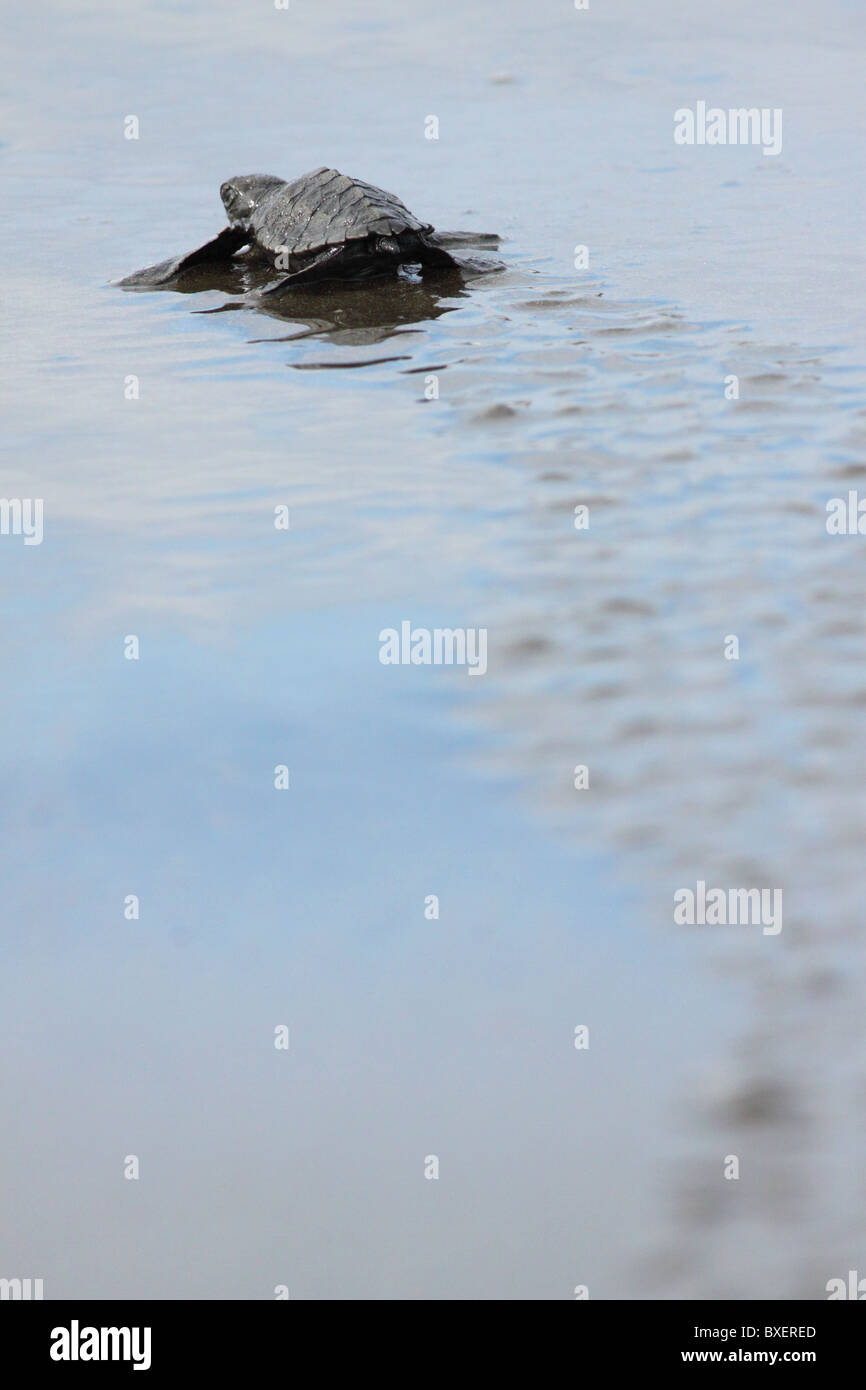 Olive Ridley Turtle hatchling (Lepidochelys olivacea) arriving to ocean ...
