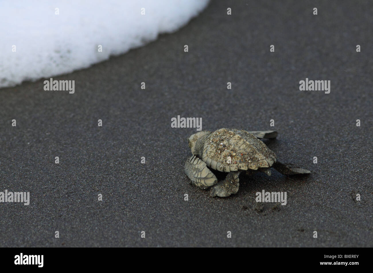 Olive Ridley Turtle hatchling (Lepidochelys olivacea) arriving to ocean ...