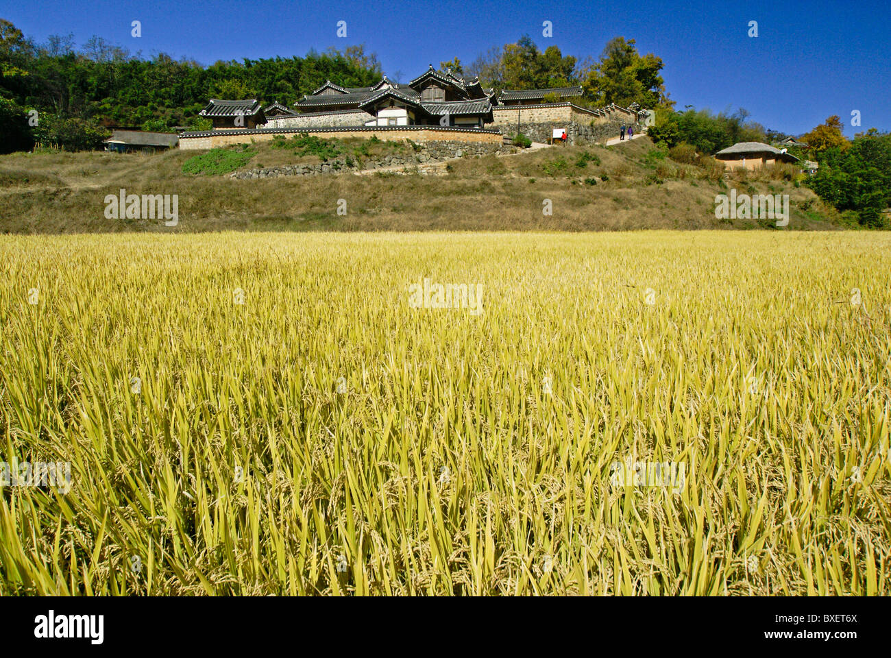 South korea rice field hi-res stock photography and images - Alamy