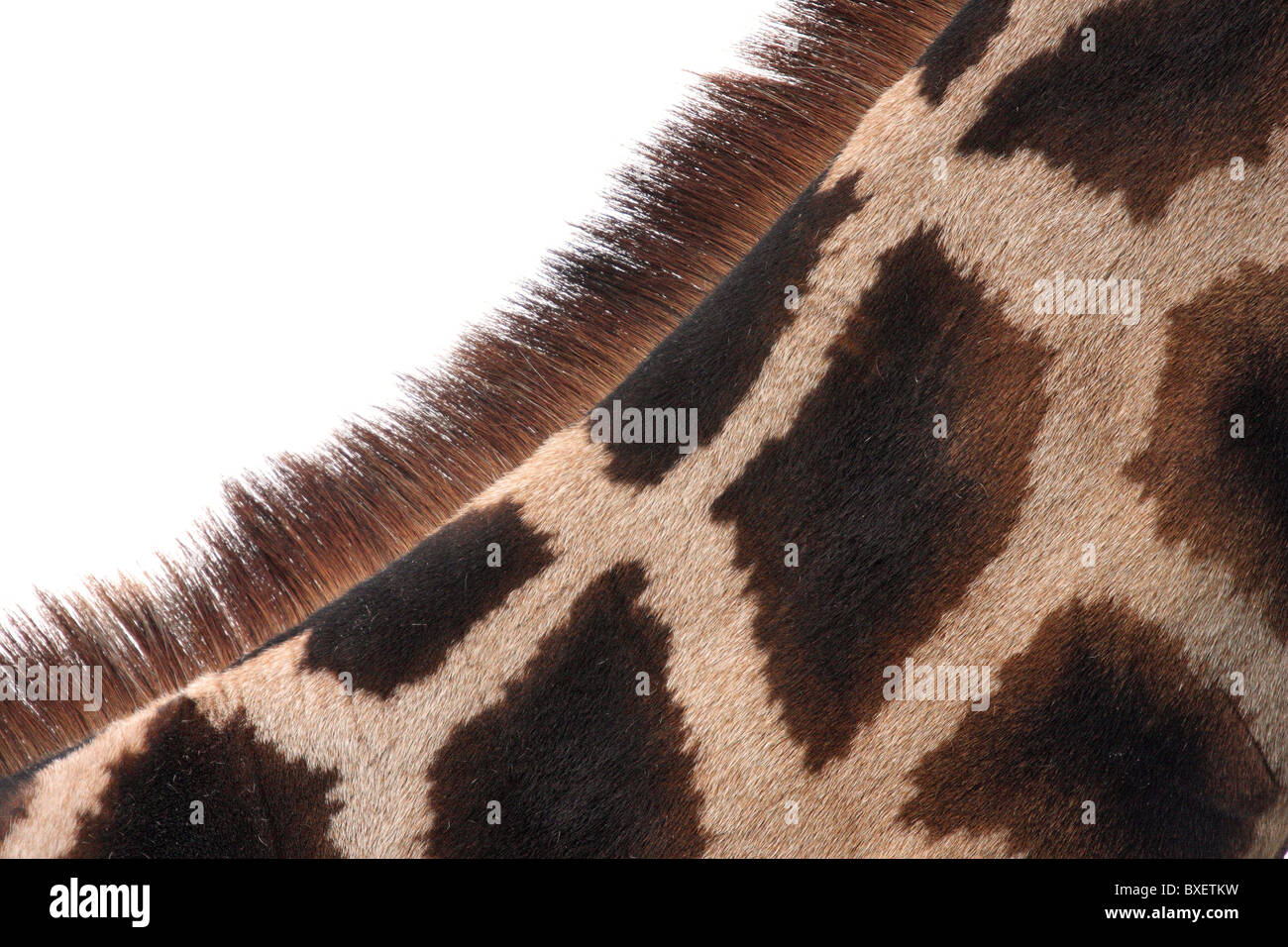 Giraffe body part Stock Photo - Alamy