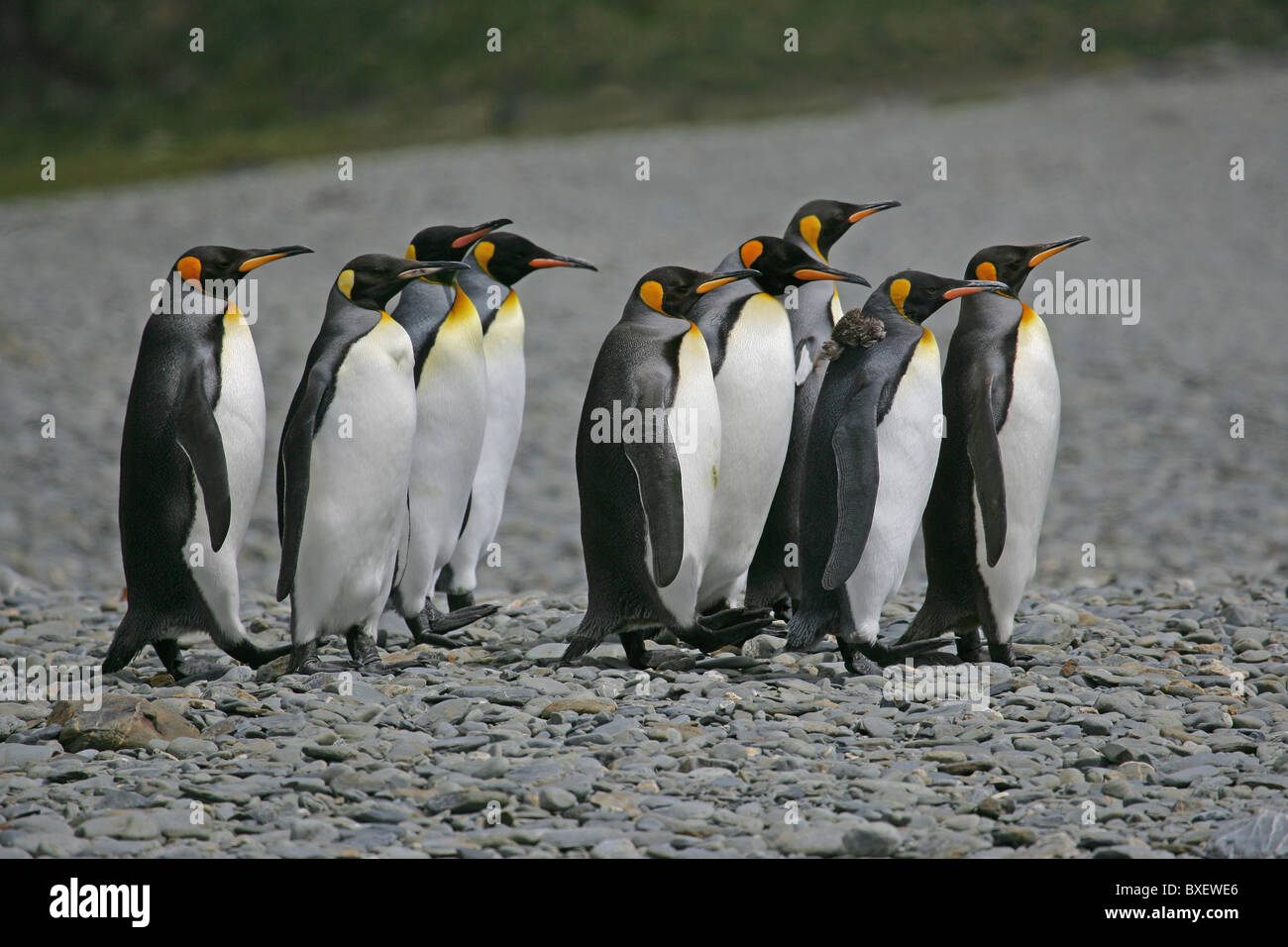 Group of nine [King Penguins] [Aptenodytes patagonicus] walking across ...