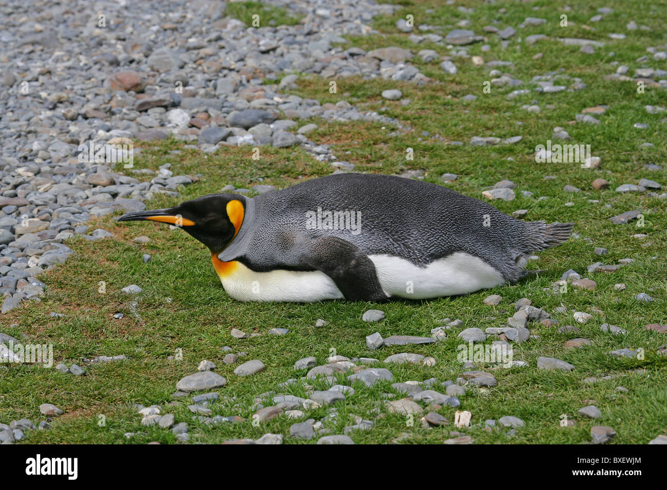 Penguin lying down hi-res stock photography and images - Alamy