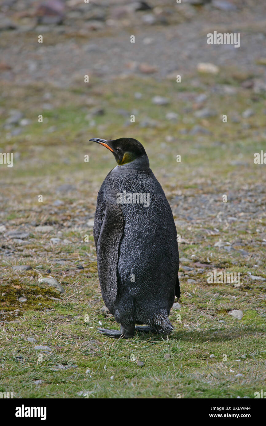 Rare melanistic (black) form of [King Penguin] [Aptenodytes patagonicus ...