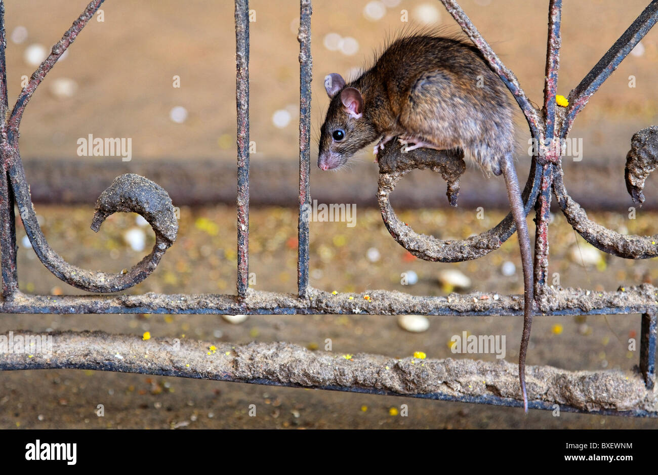 Karni mata rat temple hi-res stock photography and images - Alamy