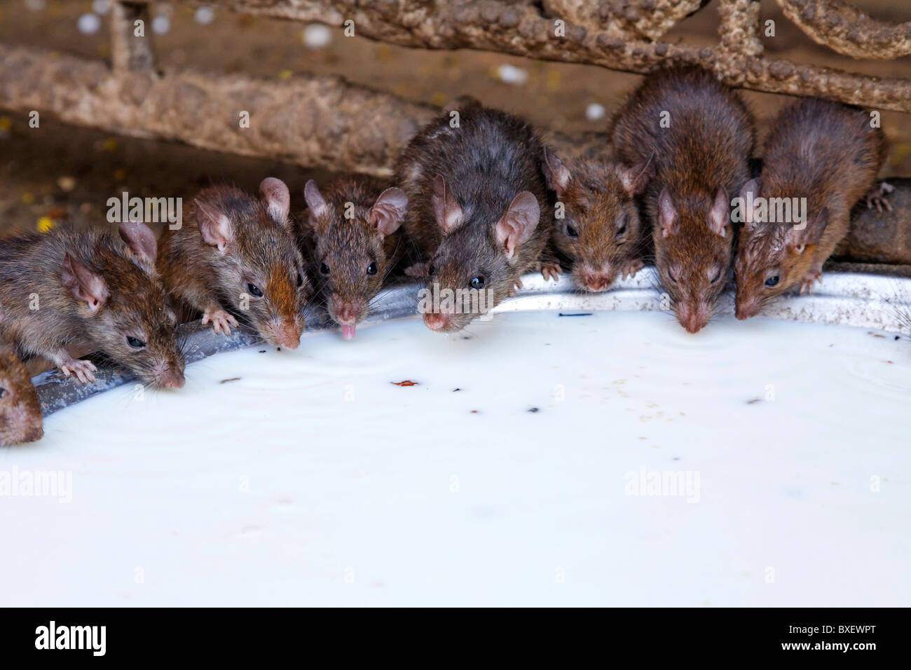 Rodents of india hi-res stock photography and images - Alamy