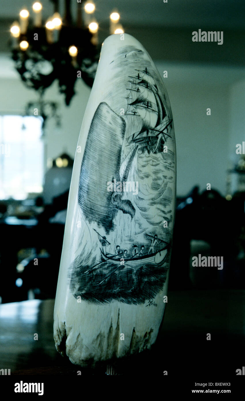 An example of scrimshaw - illustrative carvings made on the teeth and ...