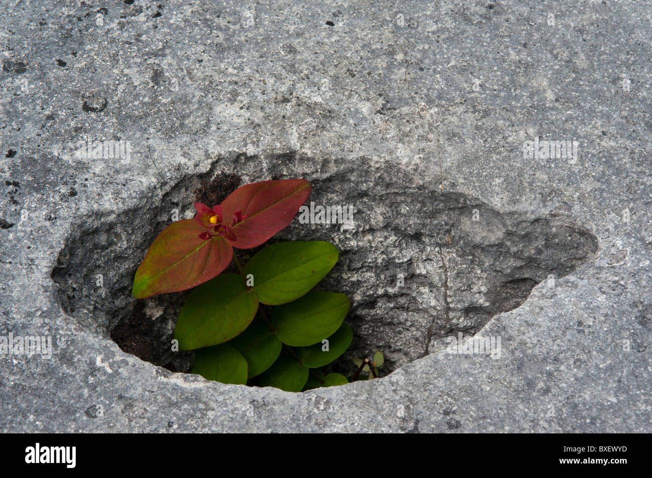 Tutsan (Hypericum androseamum), in gryke Stock Photo - Alamy