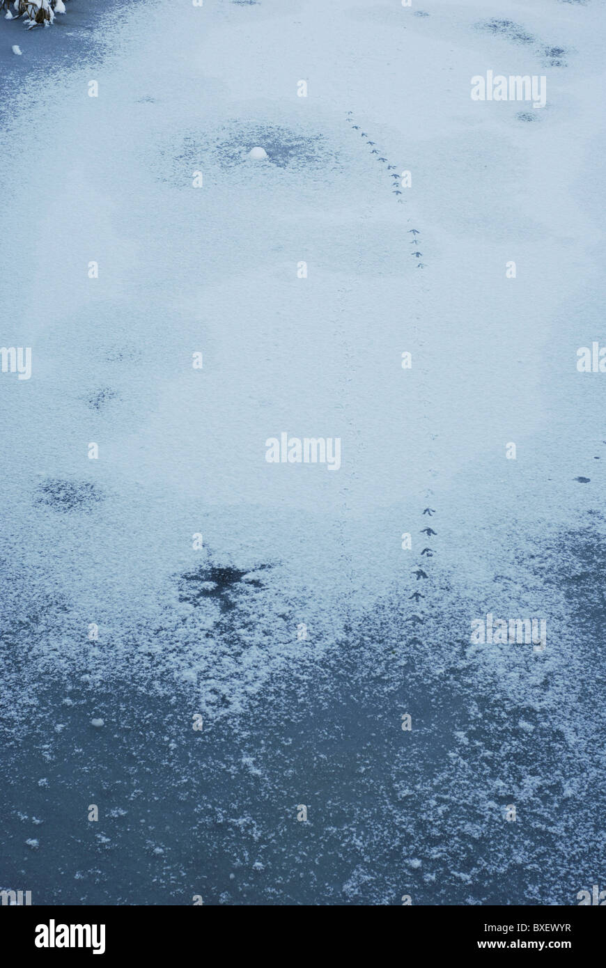 Thin ice on frozen surface of water Stock Photo - Alamy