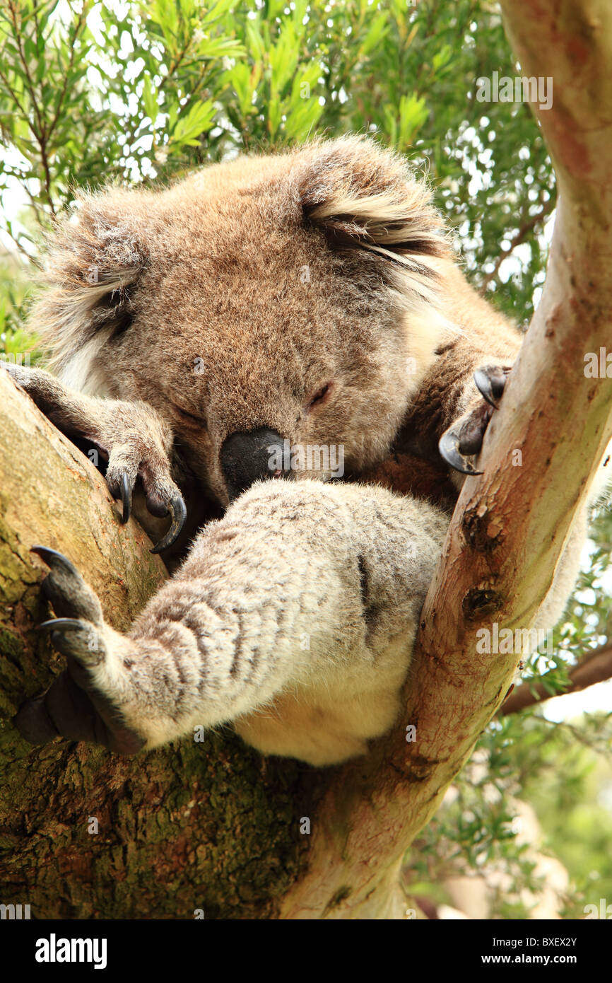 Tired koala hi-res stock photography and images - Alamy