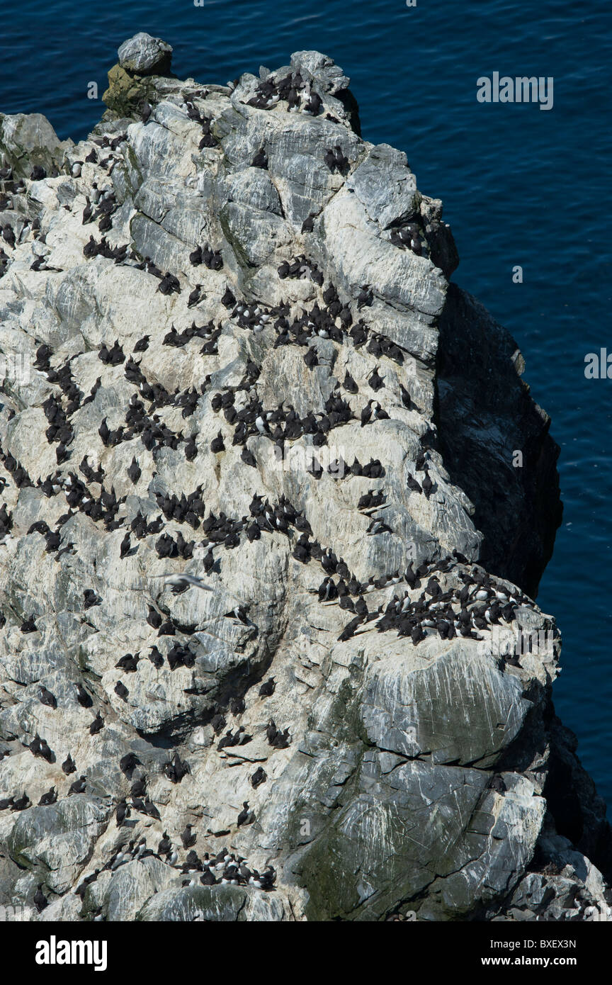 Cliff nesting hi-res stock photography and images - Alamy