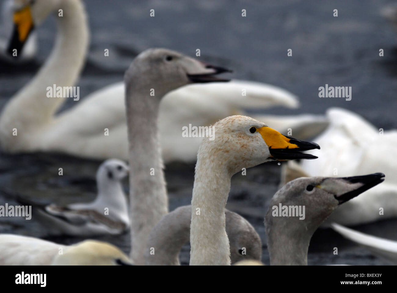 Immature whooper swans hi-res stock photography and images - Alamy