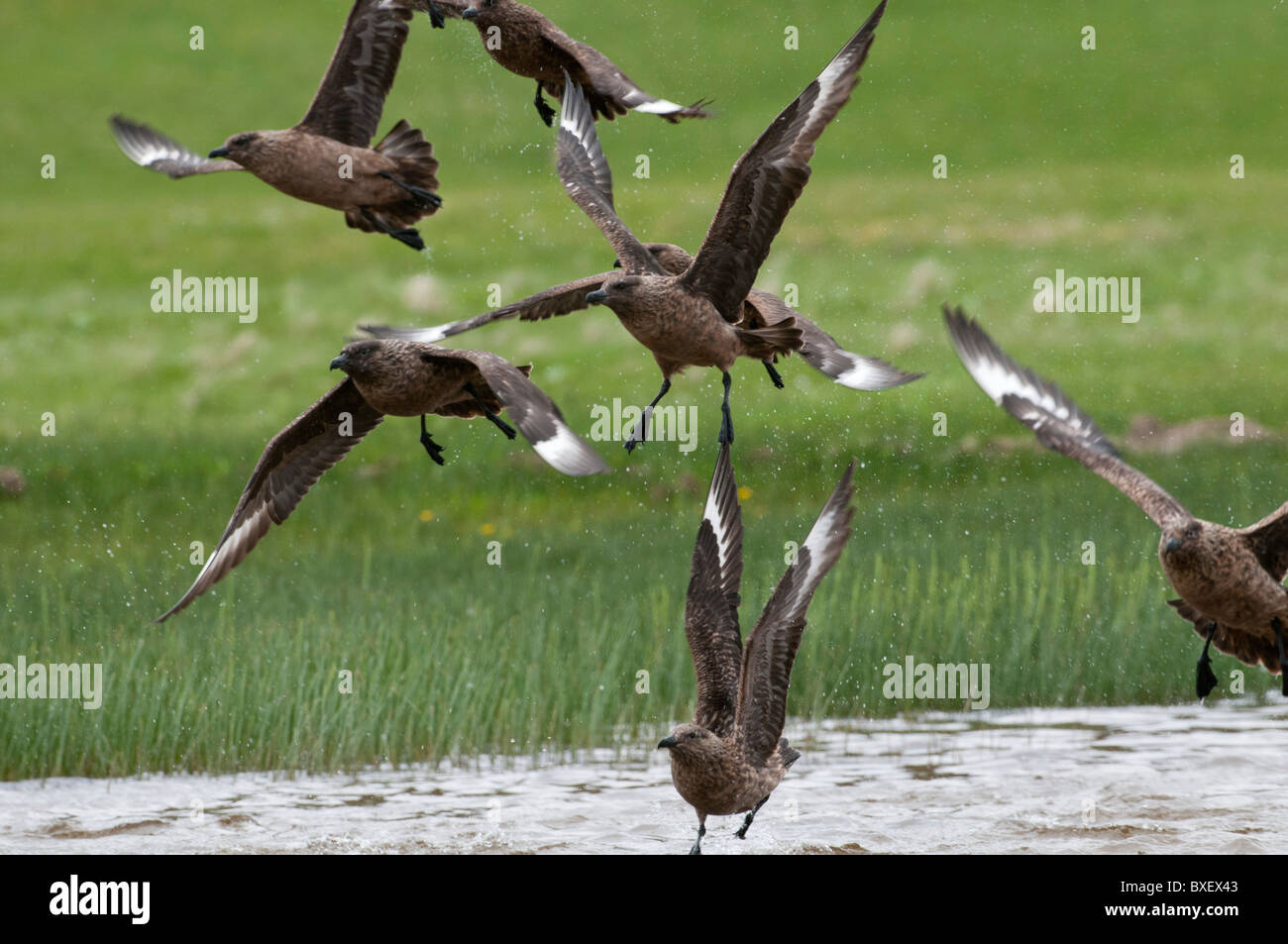 Great Skua - "Bonxie" (Stercorarius skua), in flight Stock Photo - Alamy