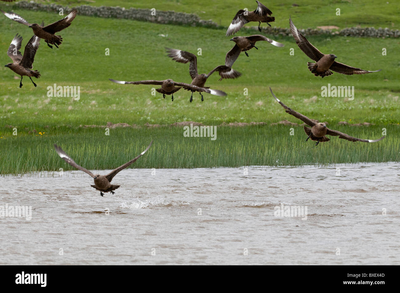Great Skua - "Bonxie" (Stercorarius skua), in flight Stock Photo - Alamy