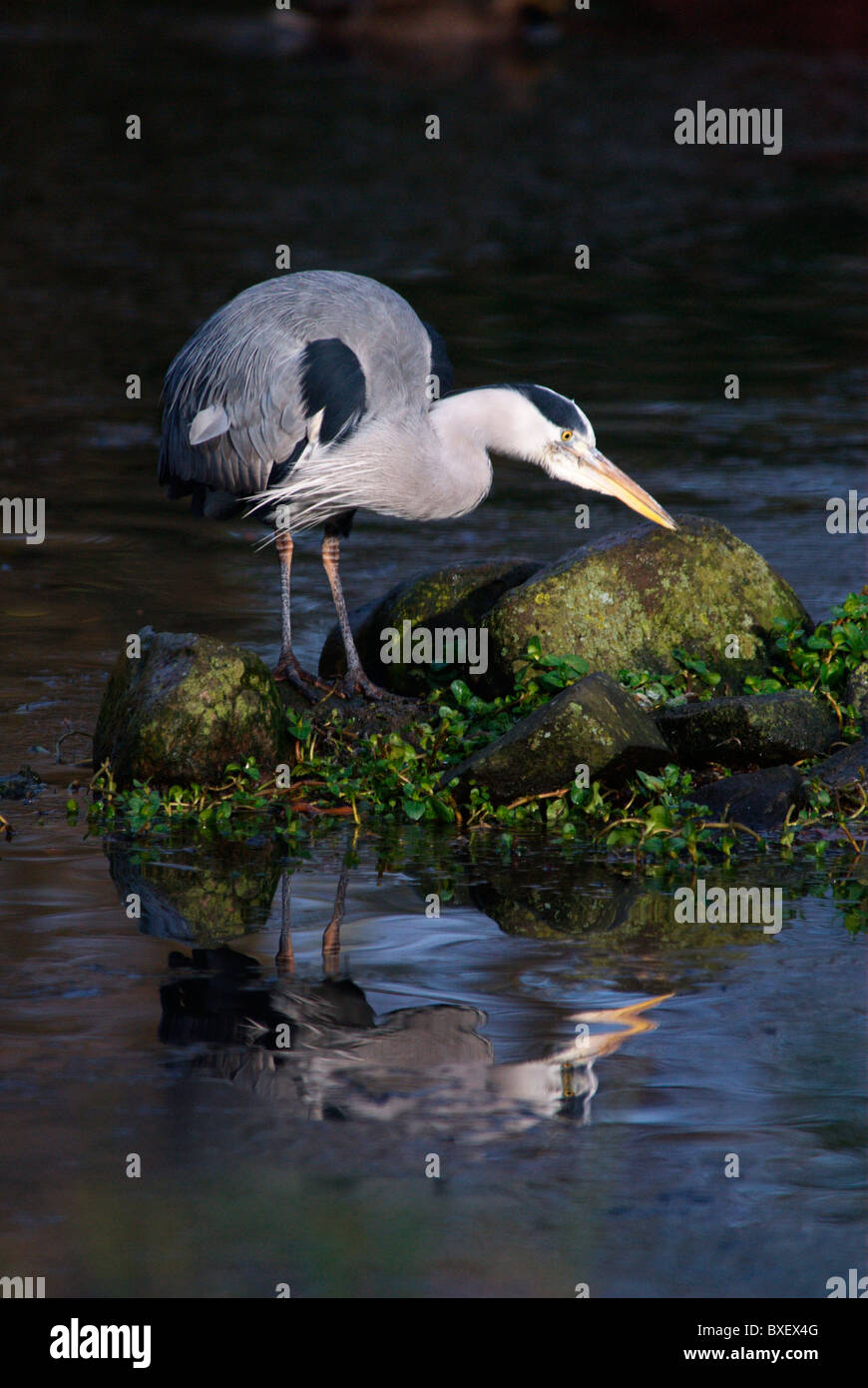 Grey heron hunting,Glasgow,Scotland Stock Photo - Alamy