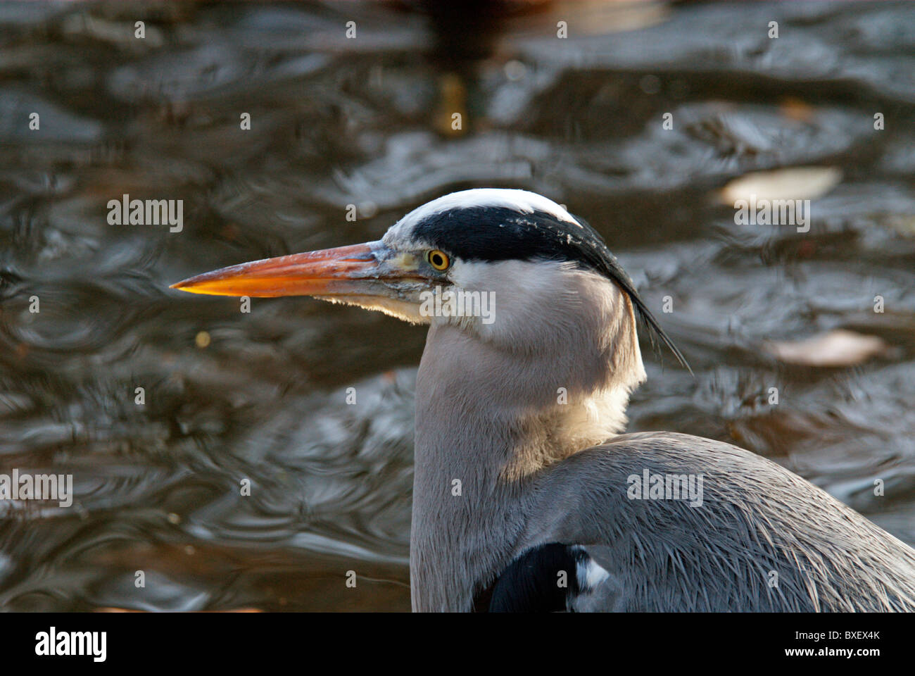 Glasgow pond hi-res stock photography and images - Alamy