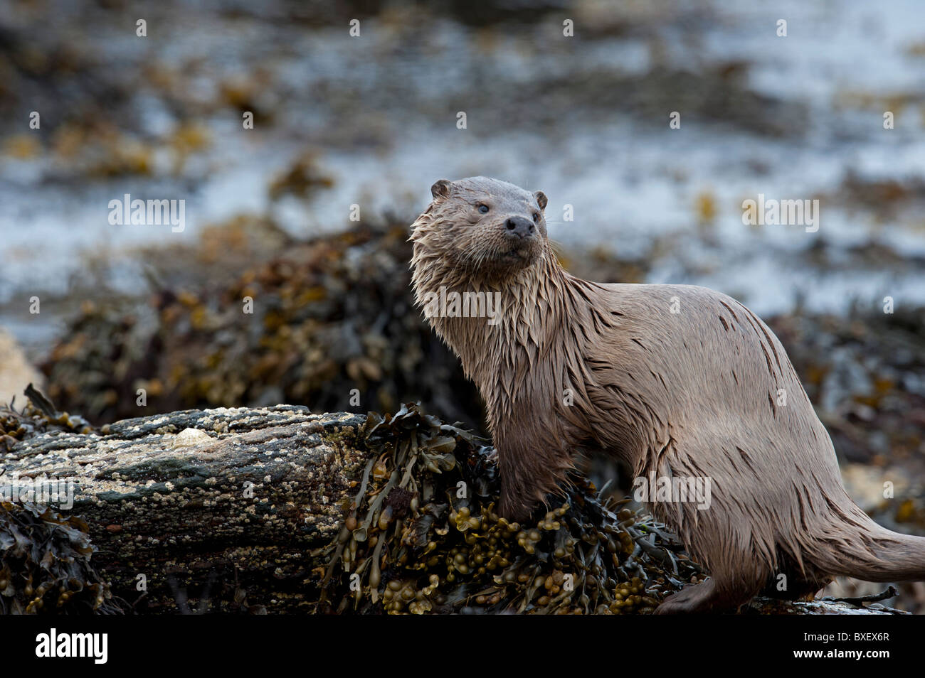 Sea otter with shell hi-res stock photography and images - Alamy