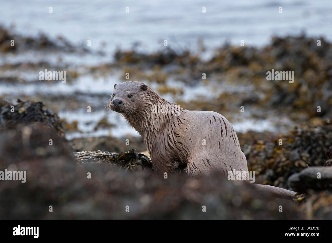 Sea otter with shell hi-res stock photography and images - Alamy