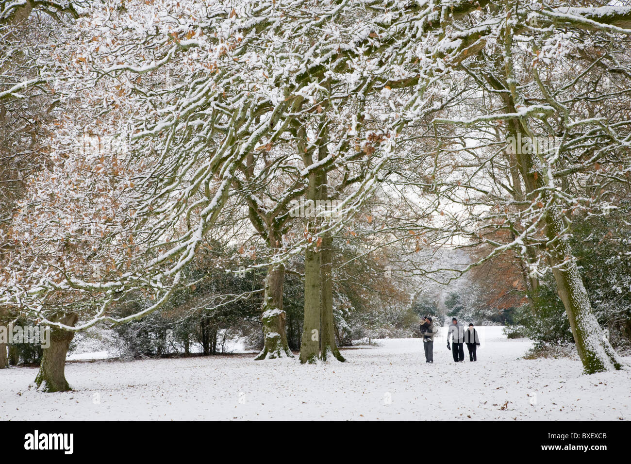 Snow covering the New Forest National Park Stock Photo - Alamy