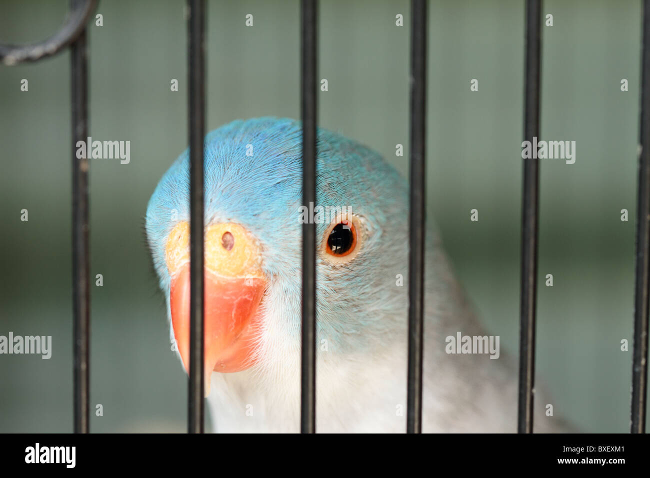 Parrot staring from a cage Stock Photo - Alamy