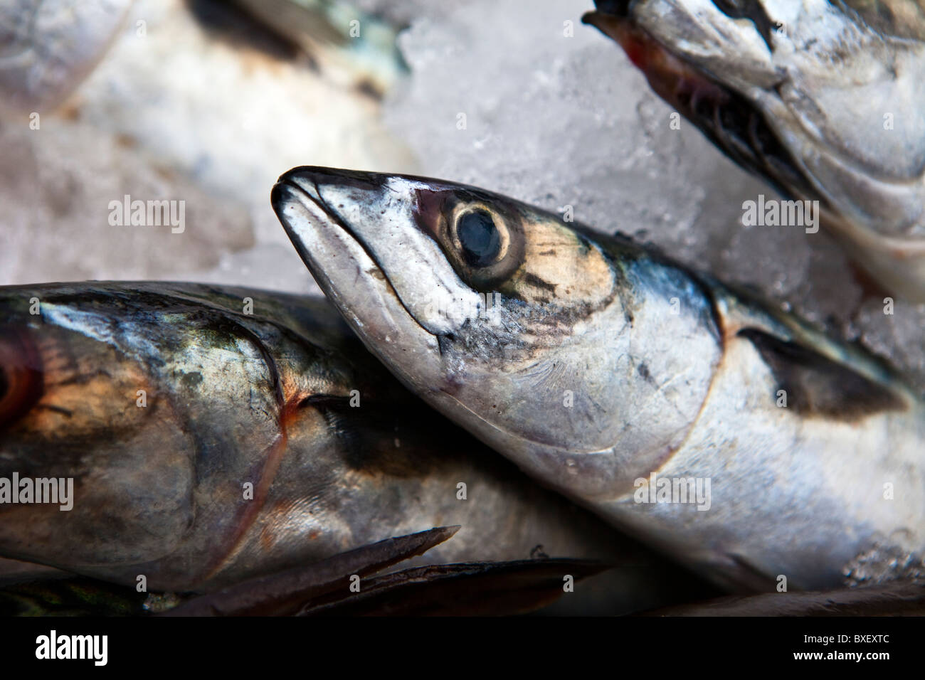 Fresh Mackerel in Ice Stock Photo - Alamy