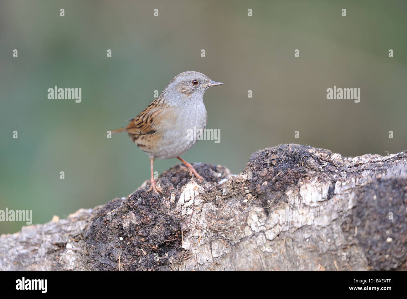 Dunnock accentor - Hedge accentor - Hedge-sparrow (Prunella modularis ...