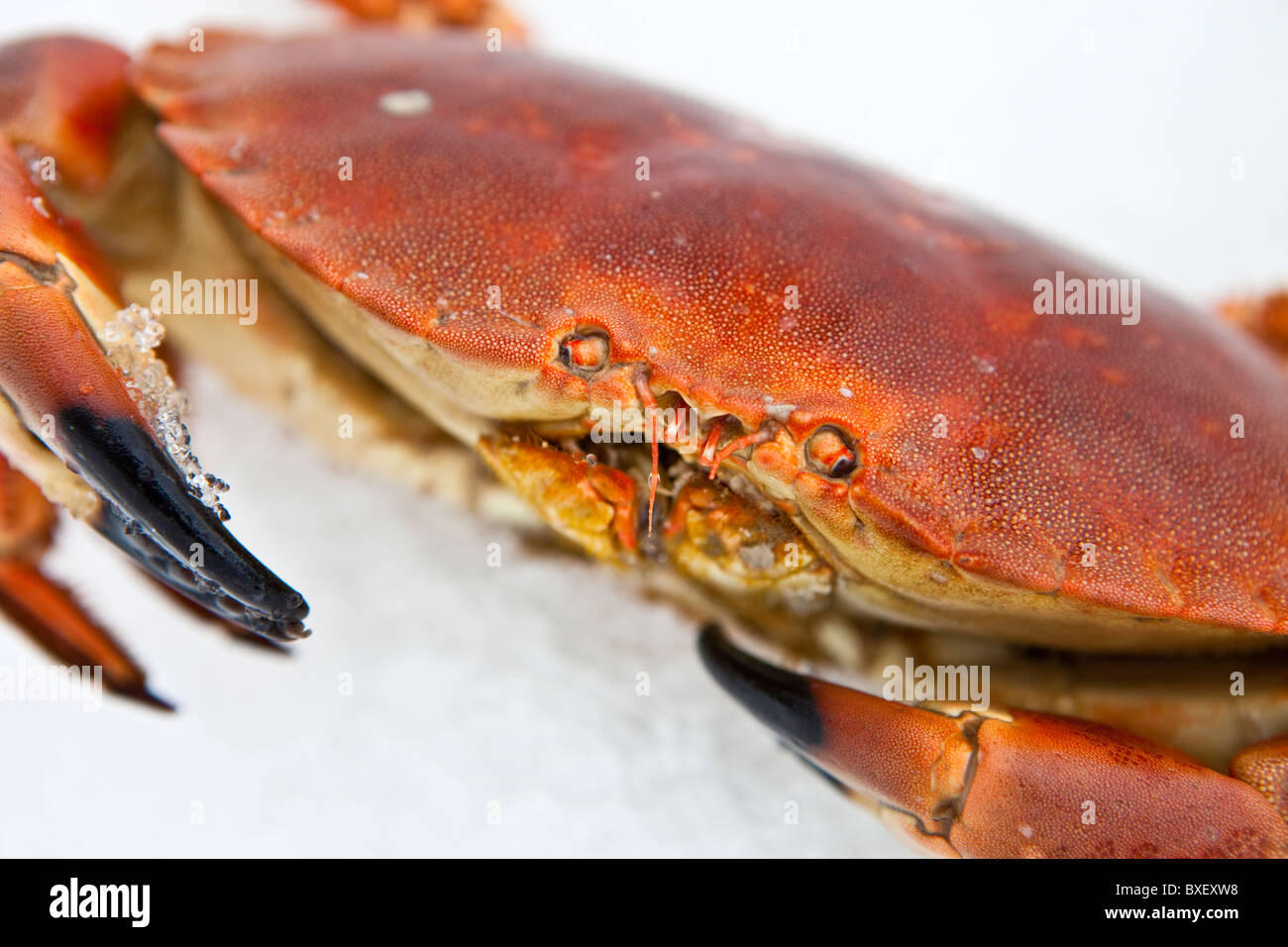 Cooked British Crab Stock Photo - Alamy