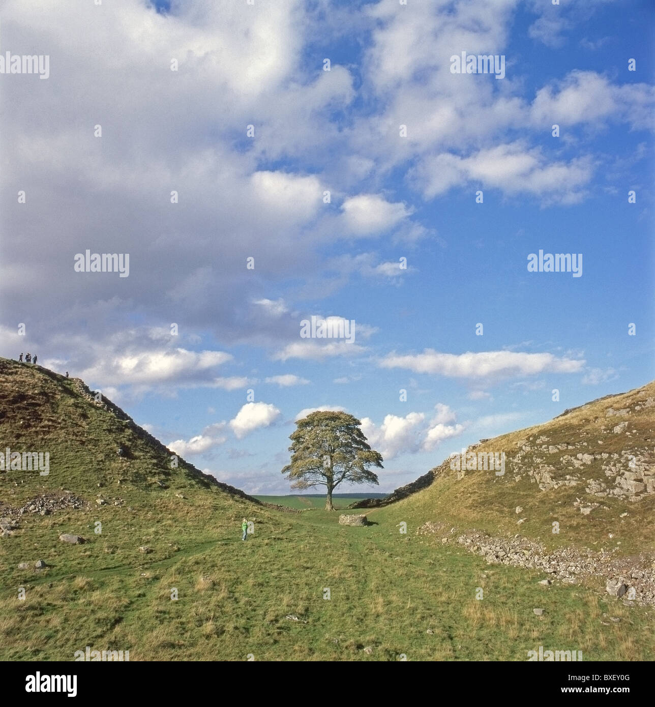 Sycamore tree hadrians gap hi-res stock photography and images - Alamy