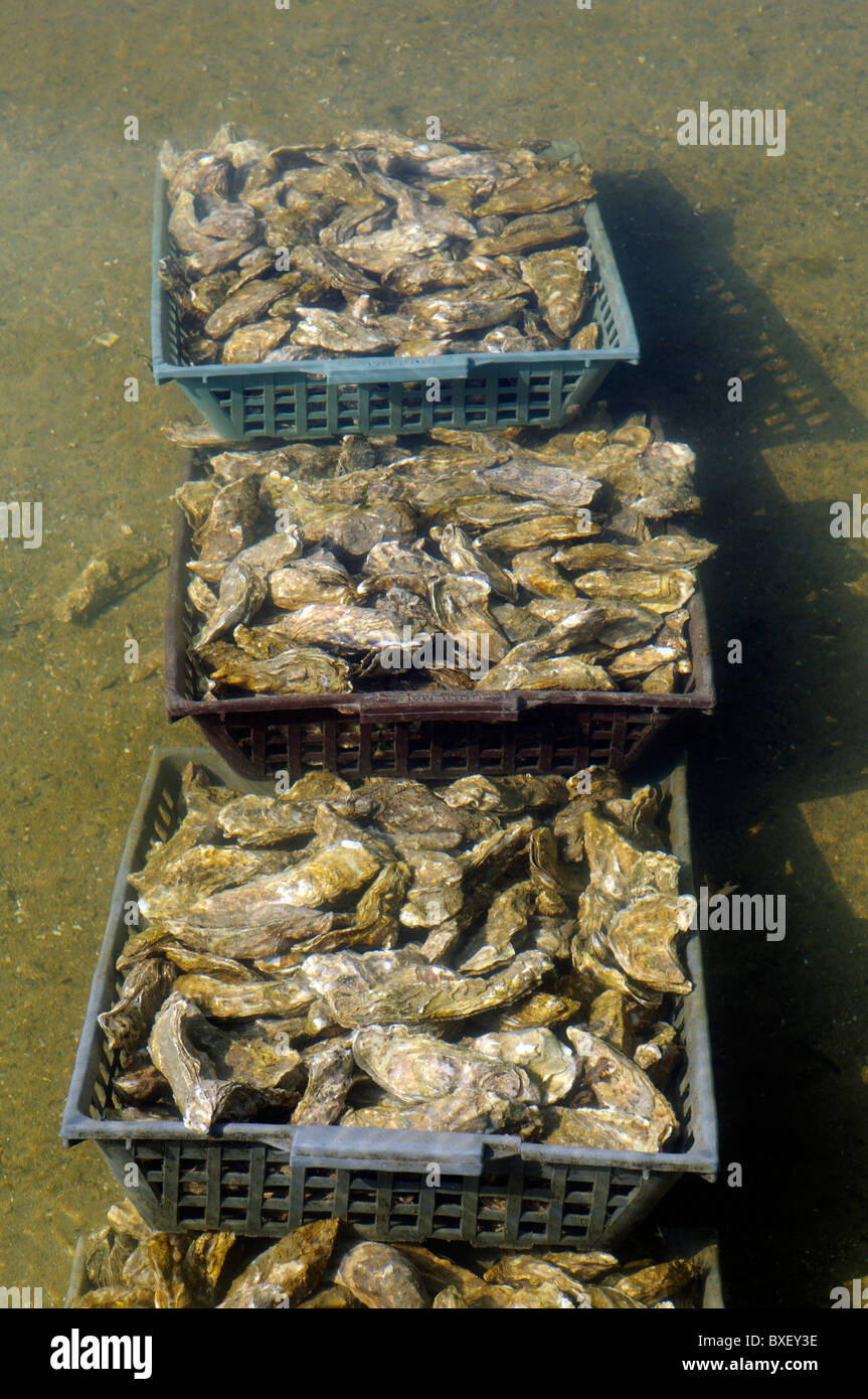 Oyster farming underwater hi-res stock photography and images - Alamy