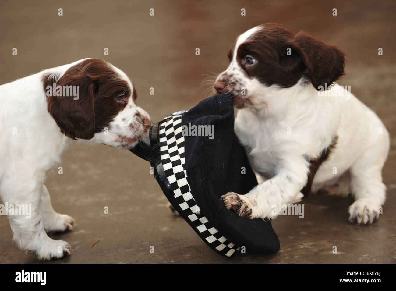 English Springer Spaniel Uk