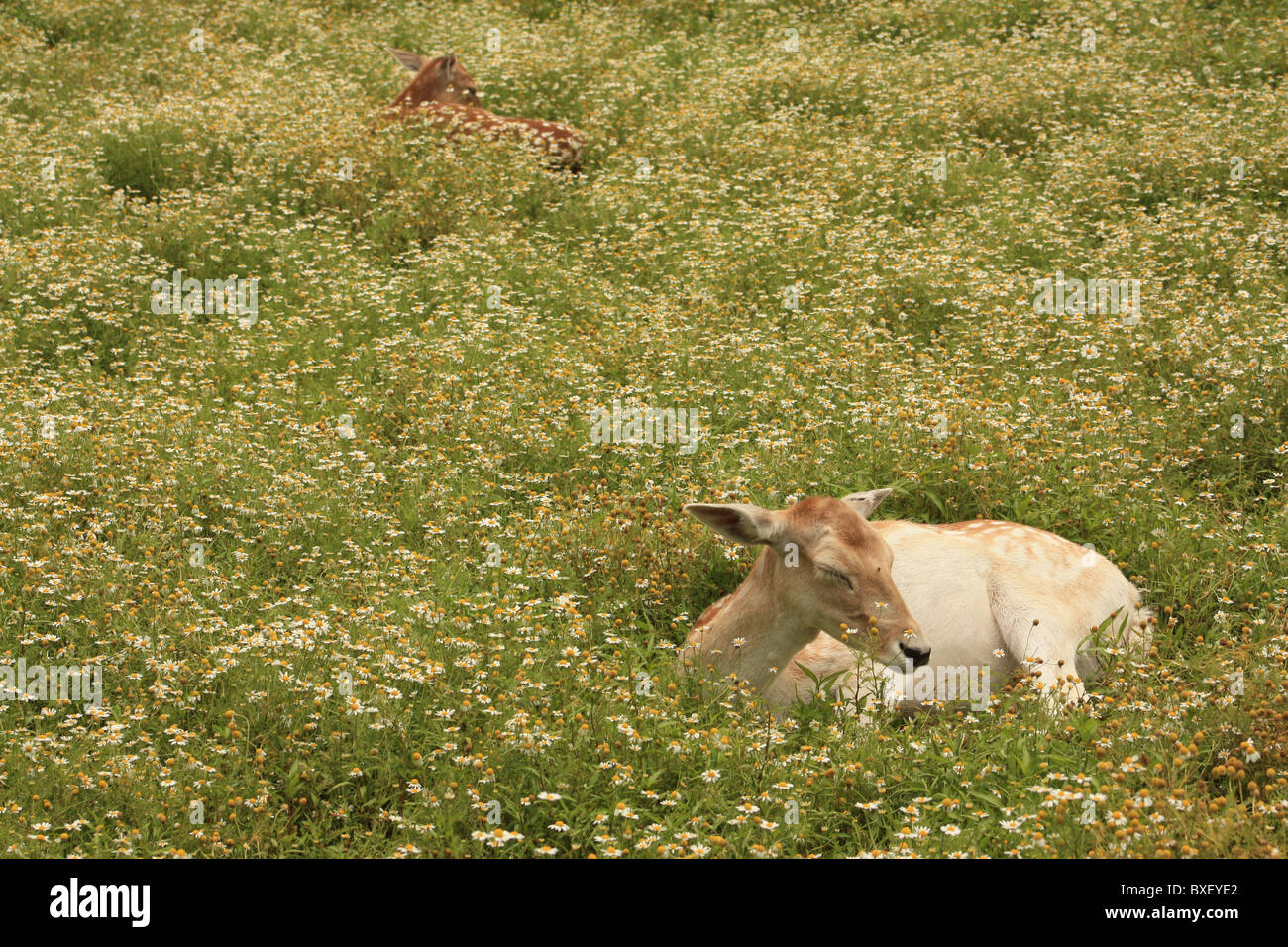 Deer zoo animals hi-res stock photography and images - Alamy