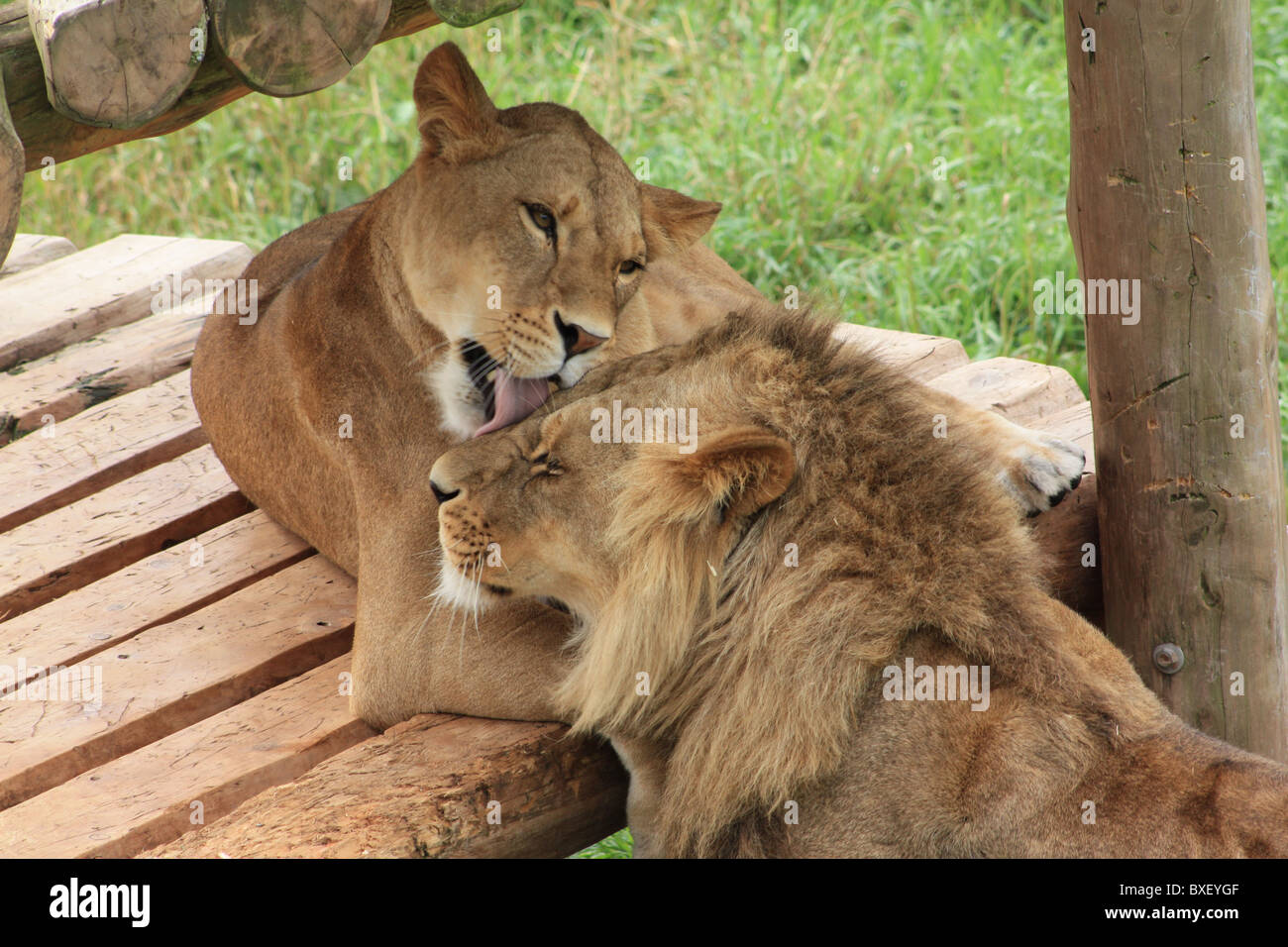 Lions at the zoo Stock Photo - Alamy