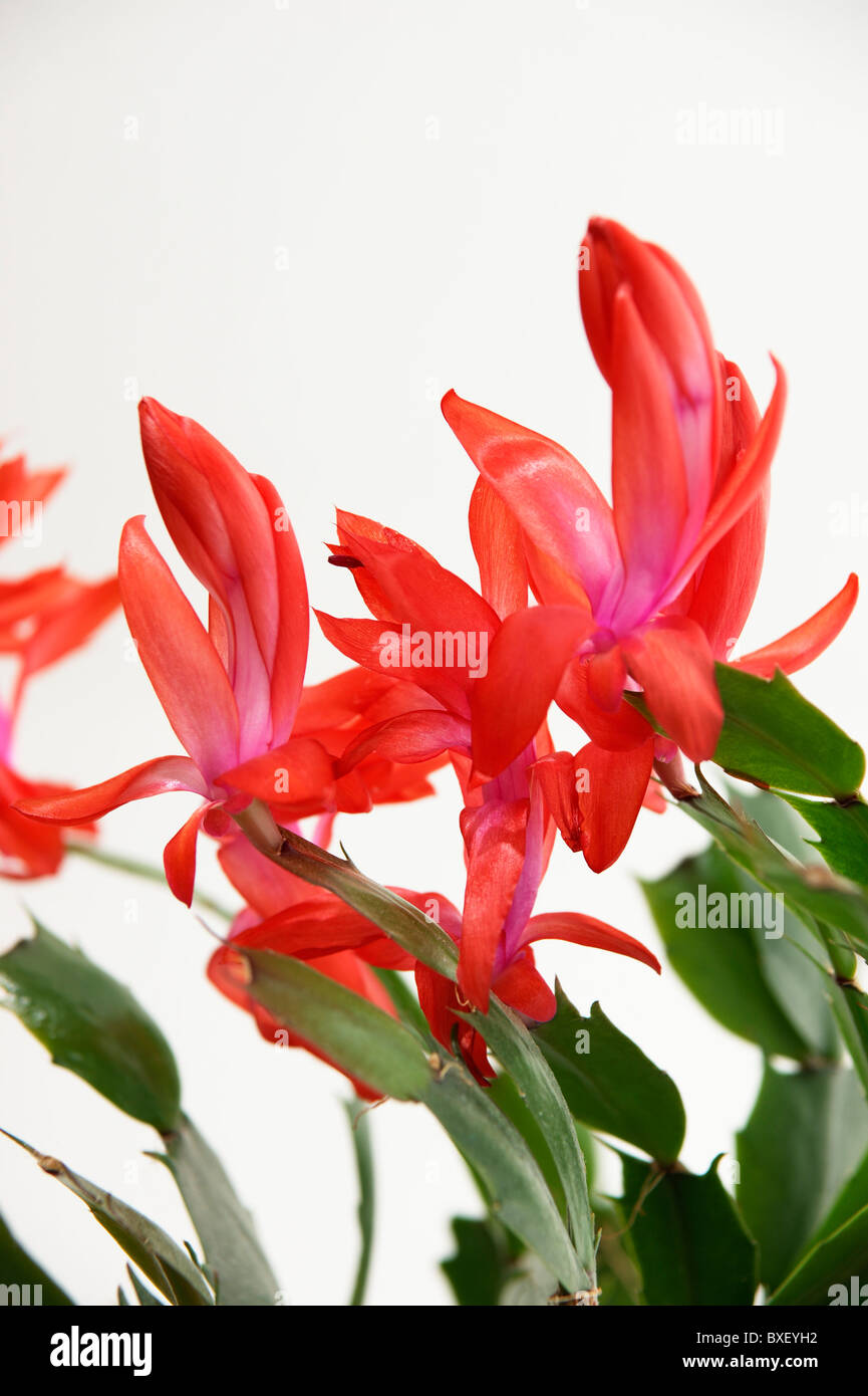 Christmas cactus houseplant (white background Stock Photo - Alamy
