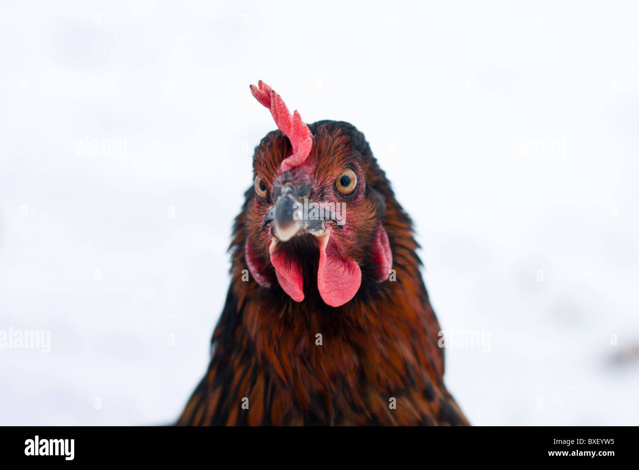 Scary chicken hi-res stock photography and images - Alamy