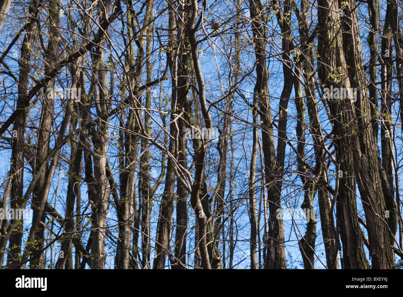dense trees woodland Stock Photo - Alamy