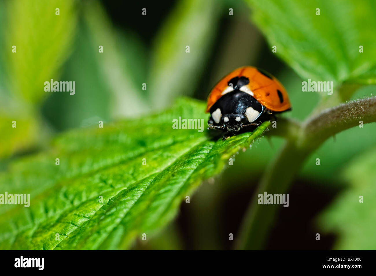 Ladybird (ladybug) on leaf Stock Photo - Alamy