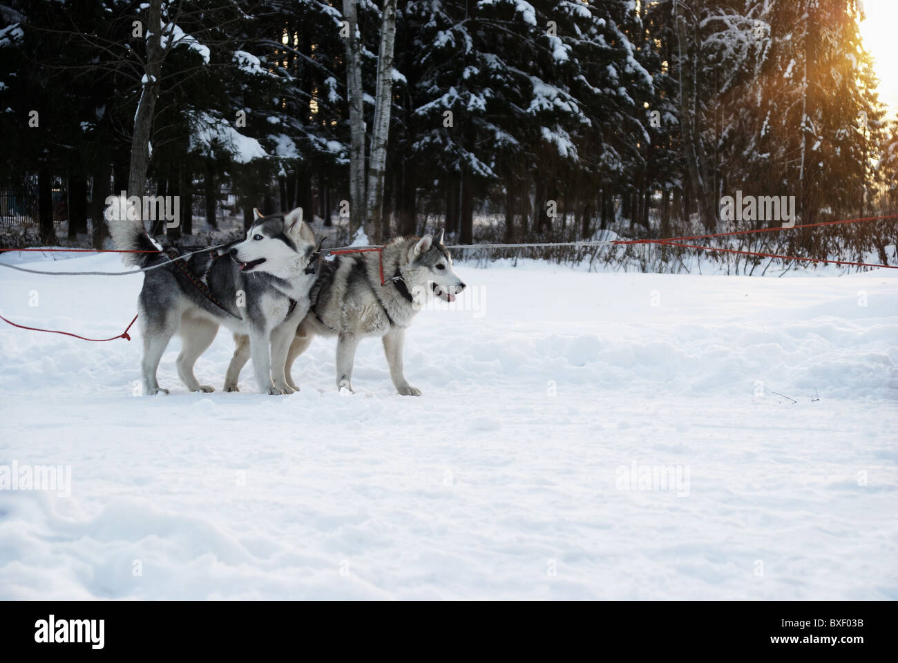 Dogs team hi-res stock photography and images - Alamy
